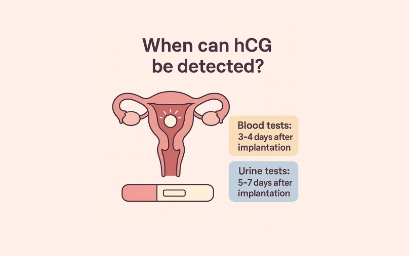 How Long After Implantation Does hCG Rise? When to Take Test